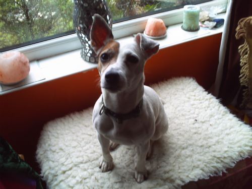 Patchamama Pet Sitting, Deeside | 6 reviews | Pet Sitter - FreeIndex