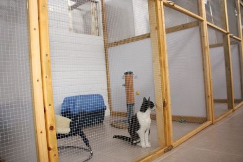 Clearwood Boarding Cattery - Cattery in Dilton Marsh, Westbury (UK)