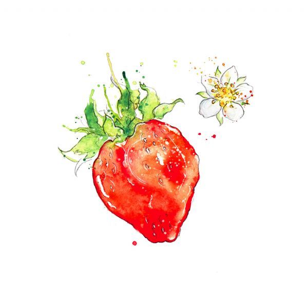 Amy Holliday Illustration - Illustrator in Barrow-in-furness (UK)