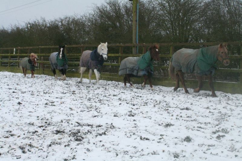 Stickney Riding Centre, Boston | 5 reviews | Horse Riding Stable ...