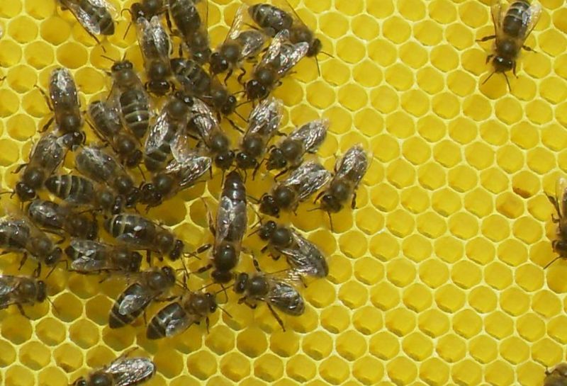 Package Bees UK, Matlock | Beekeeping Equipment Supplier - FreeIndex