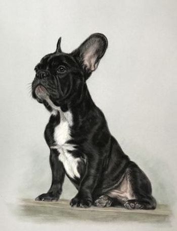 Lorraine Gray Pet Portraits, Bracknell | Pet Portrait Artist - FreeIndex