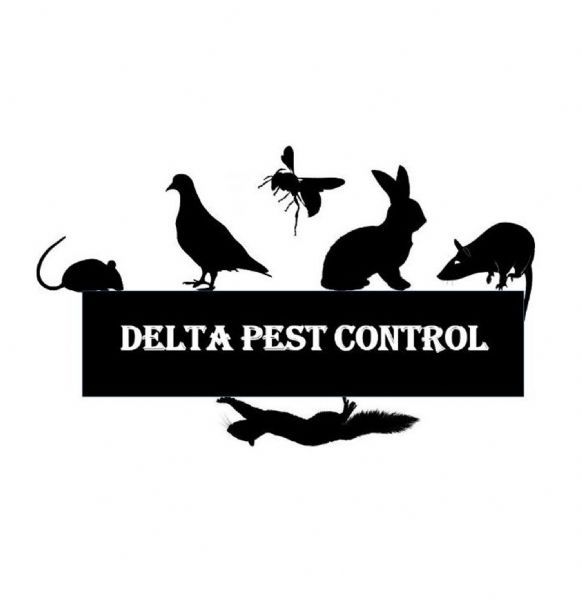 Delta Pest Control, Coventry | 2 reviews | Pest Control Company - FreeIndex